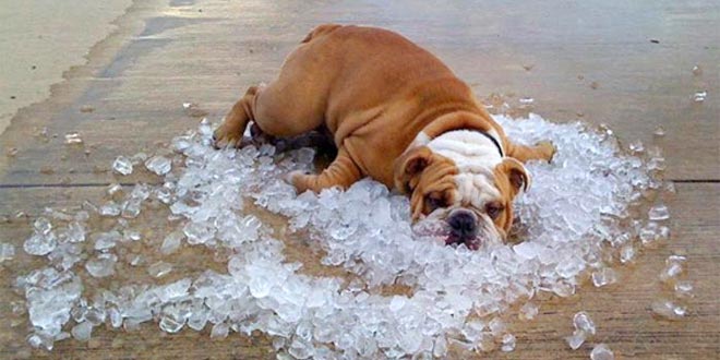 bulldog-on-ice – dcplus數位行銷實戰家